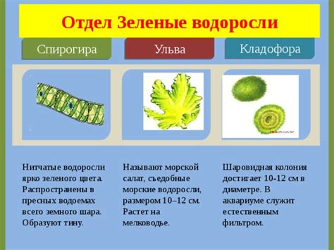 Водоросли их многообразие и значение биология презентации