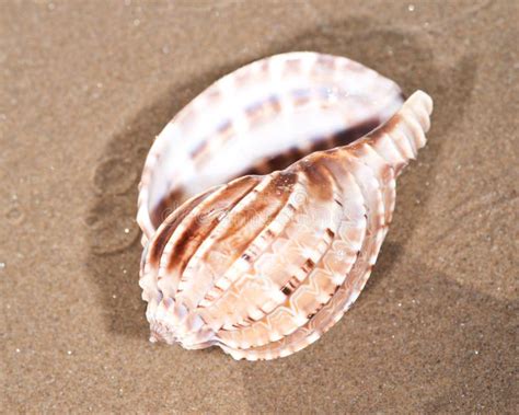 Mollusc Shell