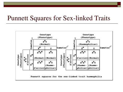 Ppt Genetics Powerpoint Presentation Free Download Id5779368