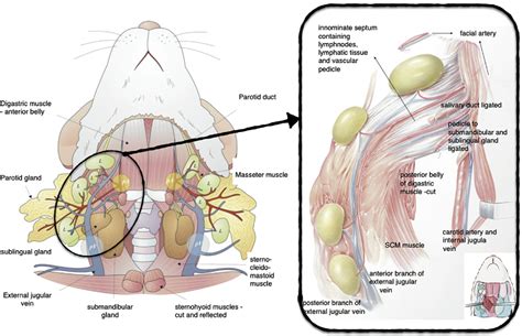 Figure 2 From Septum Based Cervical Lymph Node Free Flap In Rat A New