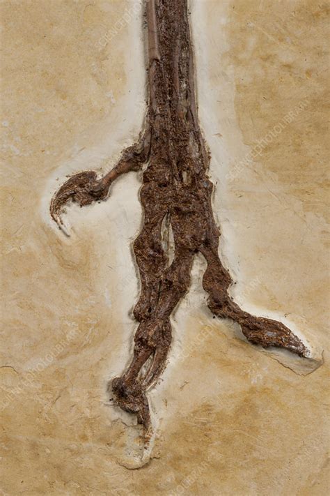 Archaeopteryx Fossil Stock Image C045 9455 Science Photo Library