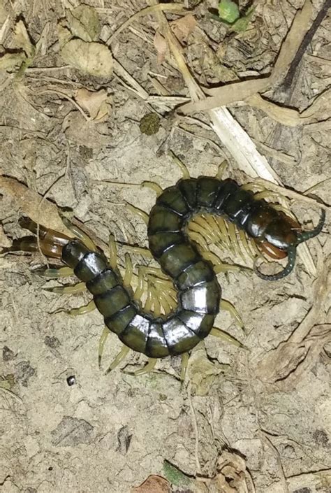 Eastern Bark Centipede Hemiscolopendra Marginata Picture All