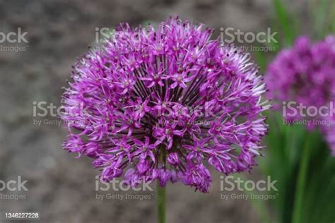 녹색 흐린 배경에 보라색 양파 꽃 바이올렛 플라워 볼이 있는 양파를 꽃피는 알륨 선택적 소프트 포커스가 있는 매크로 사진 알리움 지칸테움 꽃의 클로즈업 0명에 대한 스톡