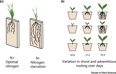 Crop Improvement From Phenotyping Roots Highlights Reveal Expanding