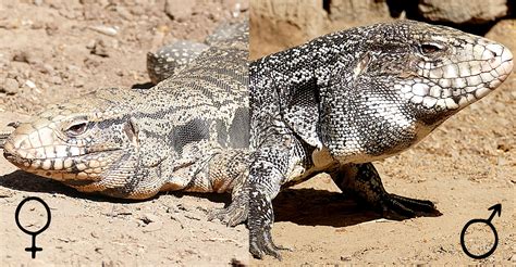 Male Or Female How To Sex Your Tegu Pets With Scales Male Or Female How To Sex Your Tegu Pets With Scales