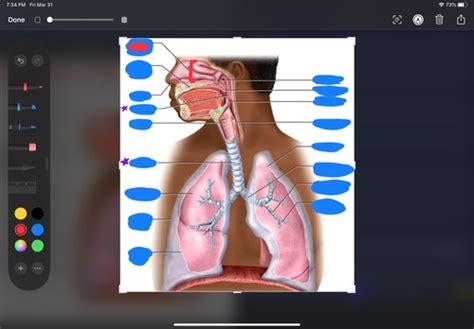 Bio 109 Lab Respiration Lab Practical 3 Flashcards Quizlet