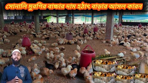 সোনালি মুরগির বাচ্চার দাম হঠাৎ বাড়তির আসল কারন জানুন। Youtube