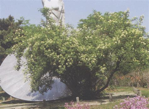 接骨木 园林景观植物