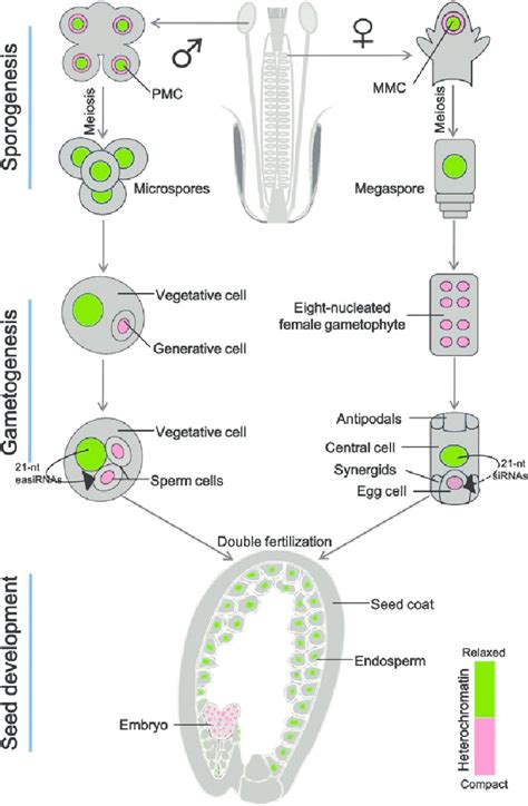 Chromatin Dynamics During Sexual Reproduction In Arabidopsis Chromatin Download Scientific