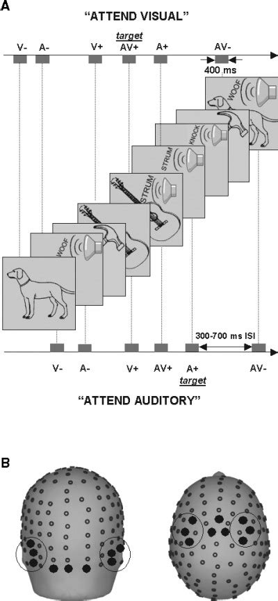 A Schematic Of Experimental Paradigm A Sequence Of Stimuli ‘ Download Scientific Diagram