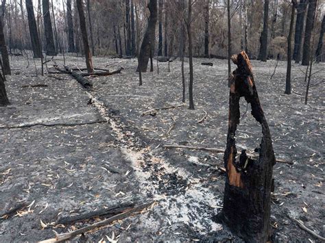 Forest Recovery A Case Study Atlas Of Life