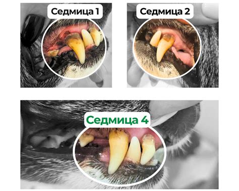 Chew Box Абонаментнa месечна кутия с натурални лакомства Divus