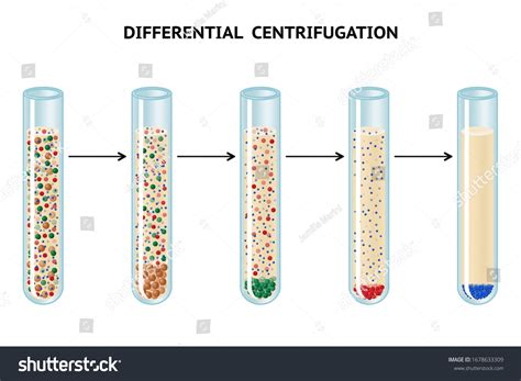 Difference Between Ultracentrifugation And Differential Centrifugation At Sophia Iliffe Blog