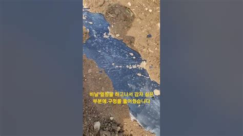 감자 싹이 빨리나오게 감자재배 방법 주말농장 감자재배 Youtube