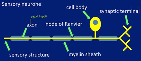 Labelled Line Code Flashcards Quizlet