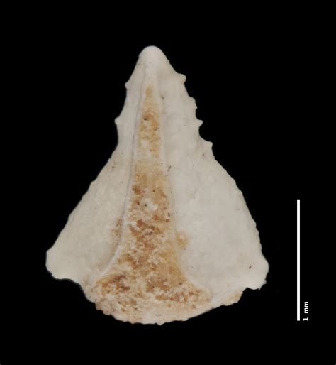 Cryptantha Auriculata