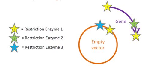MCB Flashcards Quizlet