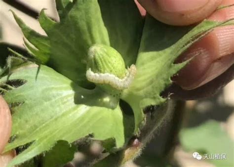 棉花打顶期病虫害发生与防治技术 棉蚜