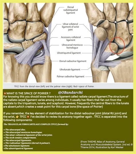 Dr Omid Bandarchi M D On Twitter 🛑in This Tweet Introducing The Space Of Poirier To You A