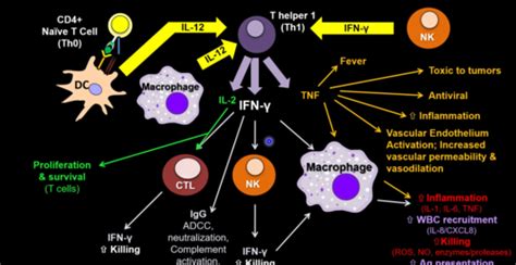 Effector Functions Of T Cells CUSOM Week 4 Flashcards Quizlet