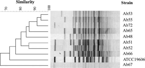 Dendrogram Based On Pfge Patterns Of Apai Digested Chromosomal Dnas Download Scientific Diagram