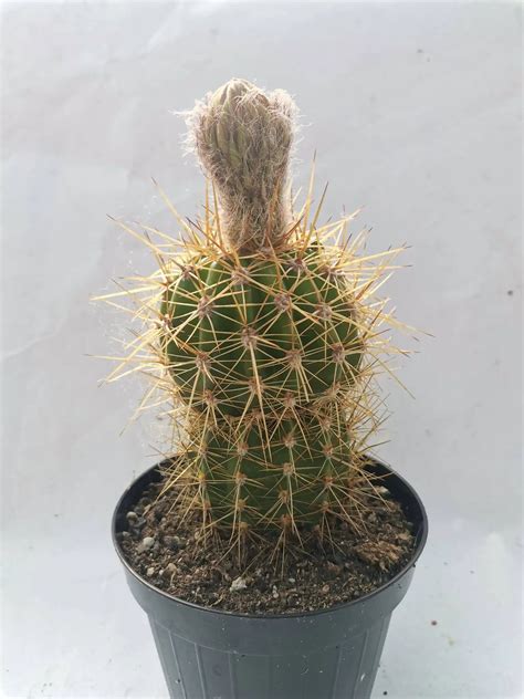 Trichocereus Hybrid Grandiflorus Siracactus Cactacee Resistenti A L Gelo