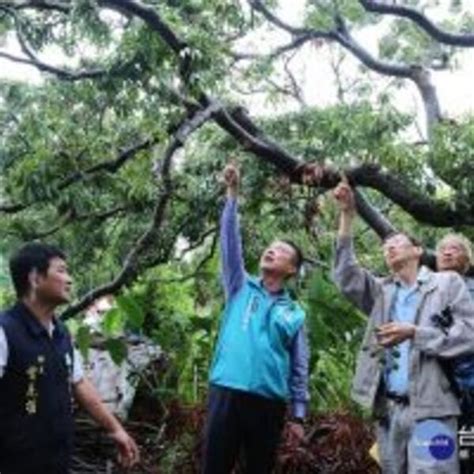 嘉縣山區荔枝嚴重裂果 農民盼政府伸援補助 Enews