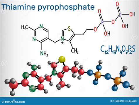 Thiamine Pyrophosphate Molecular Structures Thiamine Diphosphate 3d Model Structural