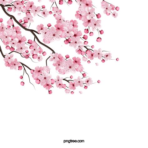 Esquema Del Dibujo De La Flor De Cerezo