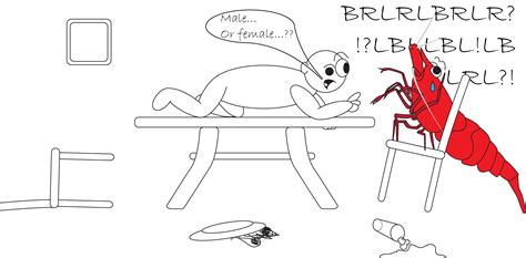 SB Differences Between Male And Female Dwarf Shrimp Shrimply Explained