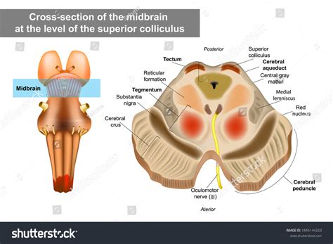 Midbrain Anatomy