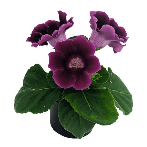 Sinningia Speciosa Gloxinia Flowering Our Plant Shop