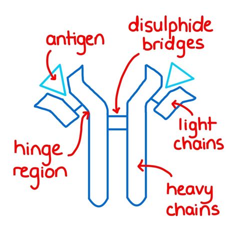 Immunity Archives Zoë Huggett Tutorials