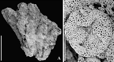 Overview Of Angiosperm Phylogeny Digital Atlas Of Ancient Life