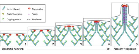 6 Convergent Elongation Model 1 Arp23 Complex Mediates Dendritic Download Scientific
