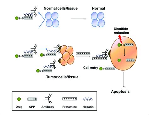 Illustration Of CPP Modified ATTEMPTS System Shin Et Al Download Scientific Diagram