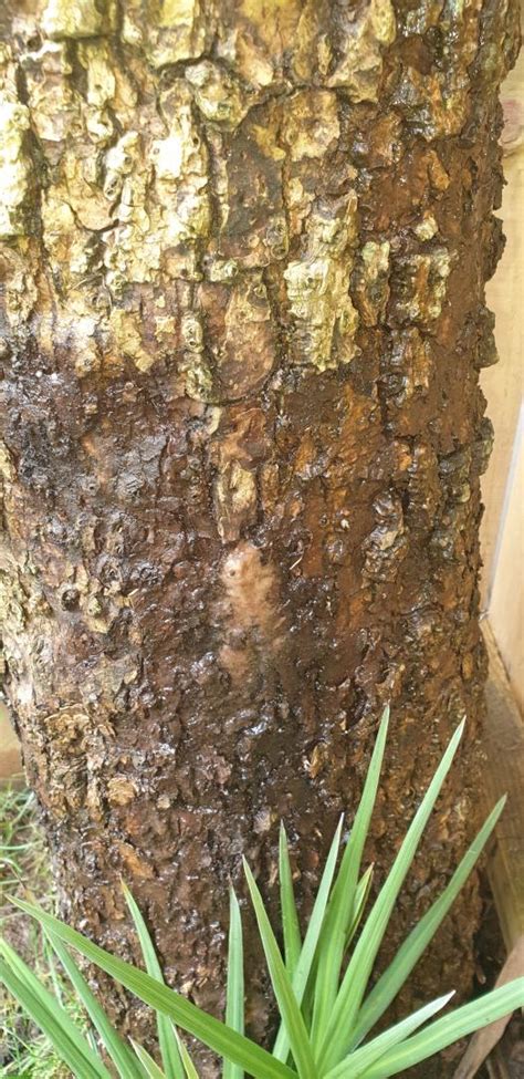 Help With Palm Tree Fungus Discussing Palm Trees Worldwide Palmtalk