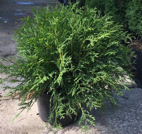 ЛИСТВЕННЫЕ КУСТАРНИКИ | Питомник "ВЫРАСТИМ ВМЕСТЕ"