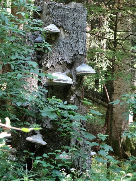 Premium Photo Plants Growing On Tree Trunk