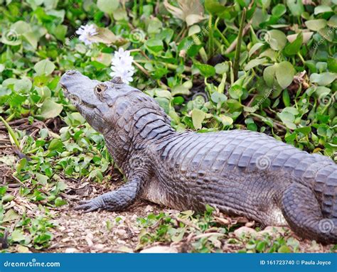 Caiman Black Caiman How Many Species Of Caimans Are There Xsmdfy