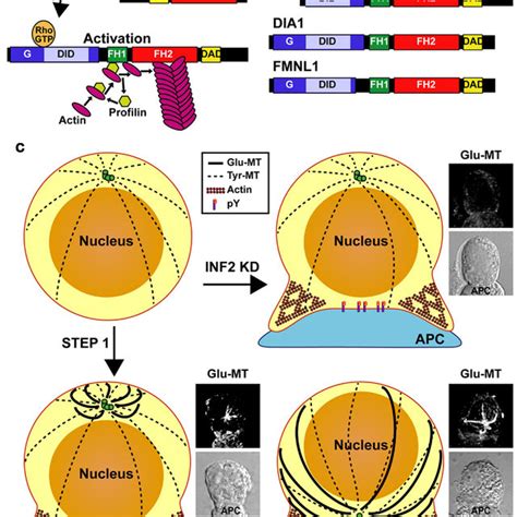 Model Of Mtoc Repositioning In T Cells A Regulation Of The Download Scientific Diagram