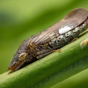 Glassy Winged Sharpshooter Facts Diet Habitat And Pictures On
