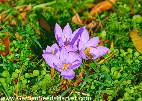 Crocus Sativus Paquet De 10 Pièces Garden Seeds Market Livraison Gratuite