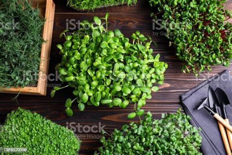 신선한 유기농 마이크로그린과 원예 도구 나무 테이블 플랫 레이 0명에 대한 스톡 사진 및 기타 이미지 0명 건강한 생활방식 건강한 식생활 Istock