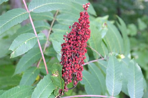 Poison Sumac Identification Walter Reeves The Georgia Gardener