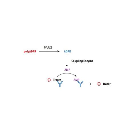 Enzolution™ Parg Assay System Adipogen Life Sciences Hts Screening Assays