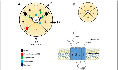 Schematic Representation Of Gaba Receptor Structure A