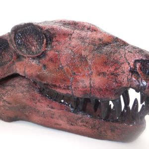 Dimetrodon Skull Replica For Sale