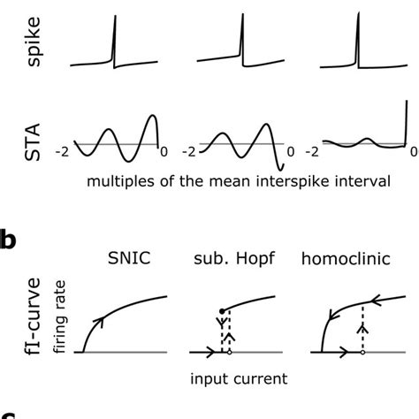 action potential dynamics of regularly firing cells come in three