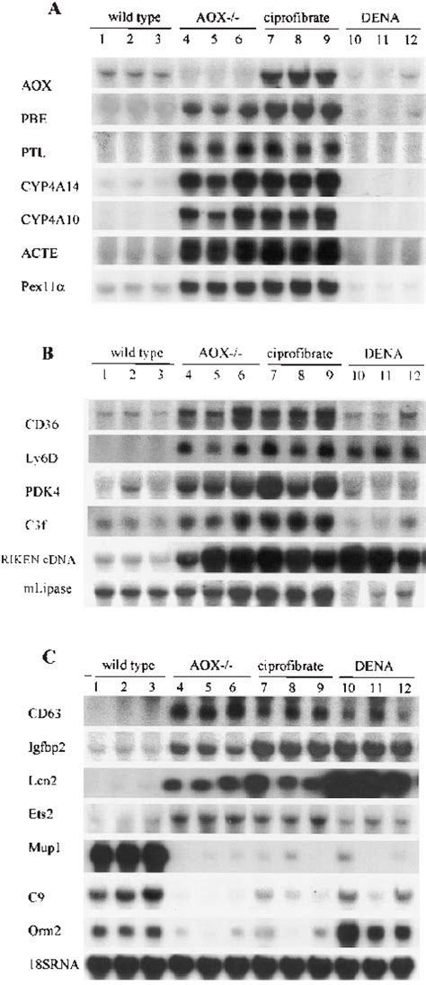 Confirmation Of Microarray Results By Northern Blot Analysis With Total